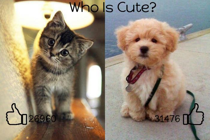 cat-or-dog