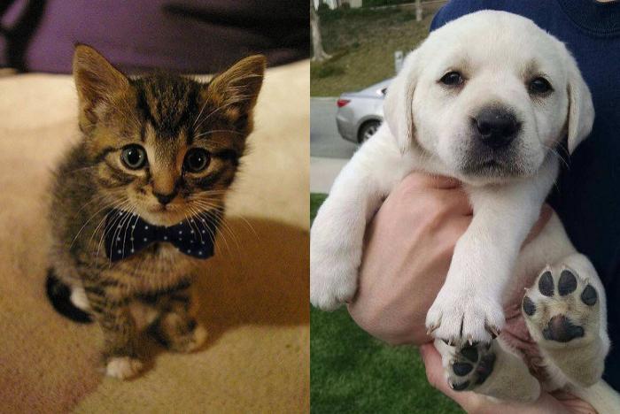 Cat Or Dog